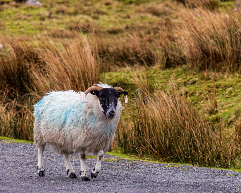 Sheep on the Trail To Mahon Falls Stock Photo - Image of nature, fluffy ...