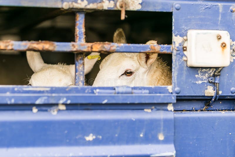 Sheep in Transportation Truck Stock Image - Image of herd, head: 100305763