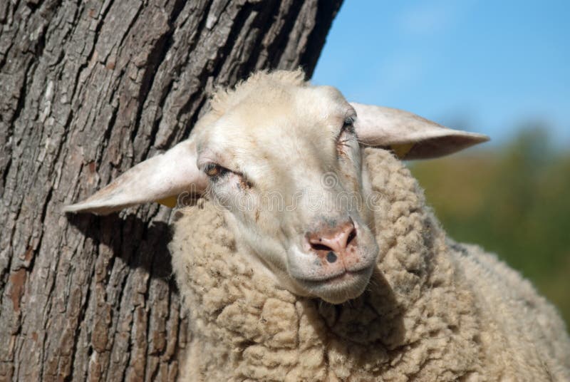 Sheep on a tree stock photo. Image of mammal, single - 27072380