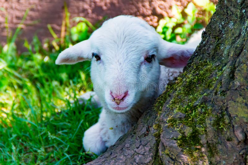 The Sheep at the Tree stock photo. Image of farm, looking - 80963536
