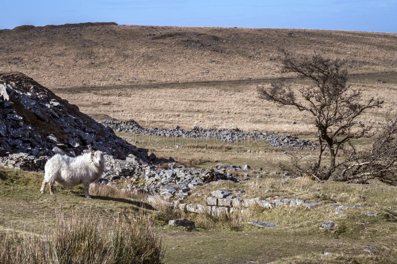Sheep and Tree stock image. Image of breed, lambs, grazing - 244191445
