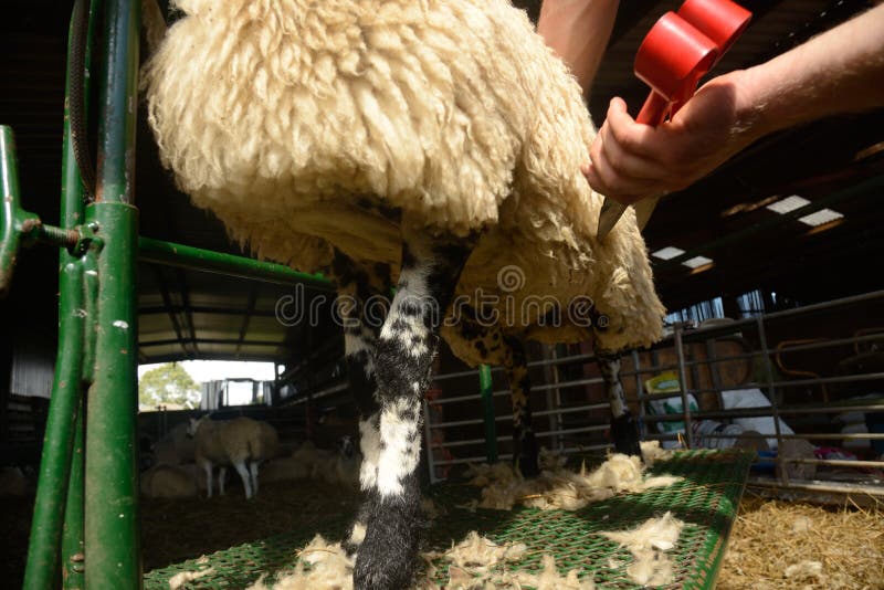 165 Shaving Sheep Stock Photos - Free & Royalty-Free Stock Photos from ...