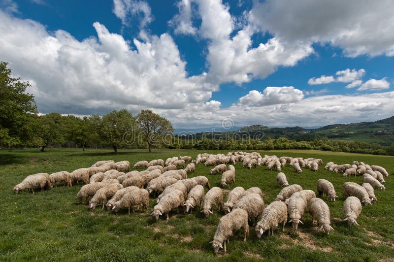 Shepherd Watching Over Sheep Editorial Stock Photo - Image of sheep ...