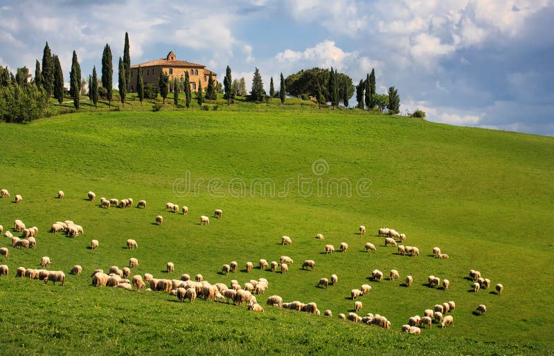 Sheep in Tuscany stock image. Image of cloud, italy, land - 26829531