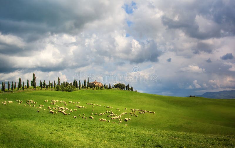 Sheep in Tuscany stock photo. Image of animal, clouds - 26829594