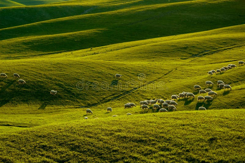 Sheep in Tuscany stock image. Image of country, grassland - 5189665