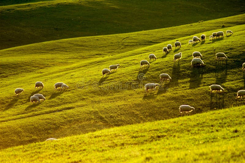 Sheep in Tuscany stock image. Image of calm, serenity - 5189643