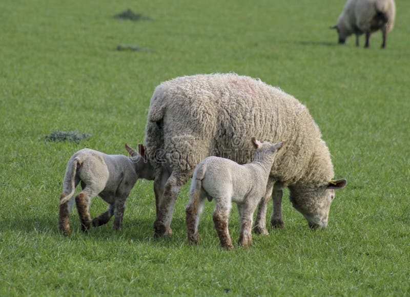 Sheep with Two Lambs in Field Stock Photo - Image of animal, spring ...