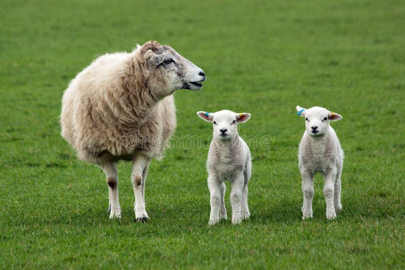 Sheep and Two Lambs stock photo. Image of rural, wool - 19632134