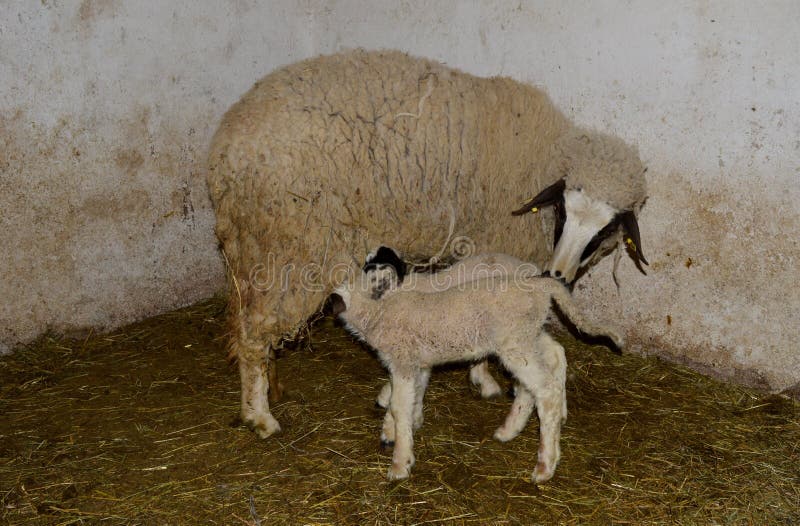 Sheep and two little lambs stock photo. Image of beauty - 182315898