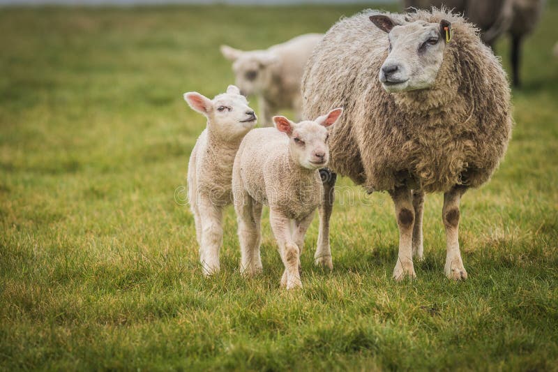 Sheep with Young Lamb in a Field Stock Photo - Image of meadow, little ...