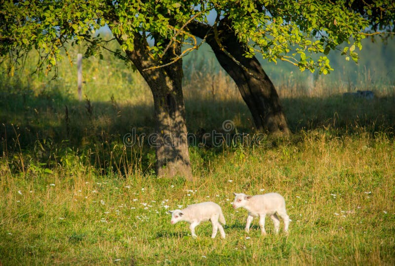 Sheep stock image. Image of lamb, farmland, natural, domestic - 67737829