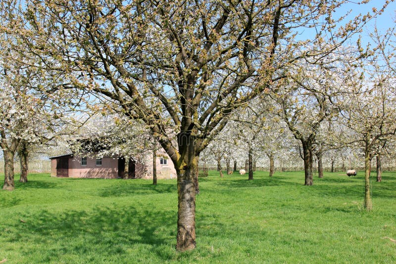 Sheep Under Flowering Fruit Trees, Holland Stock Photo - Image of fruit ...