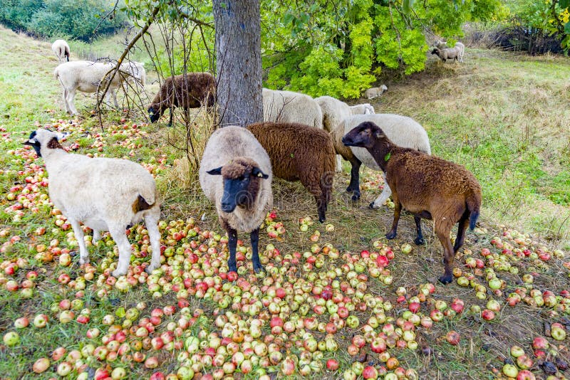 Sheep Under a Tree Enjoy the Ripe Apples Stock Photo - Image of meadow ...