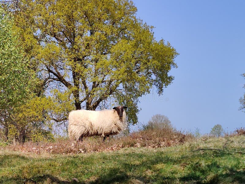 Sheep Under a Tree in the Field on a Sunny Day Stock Image - Image of ...