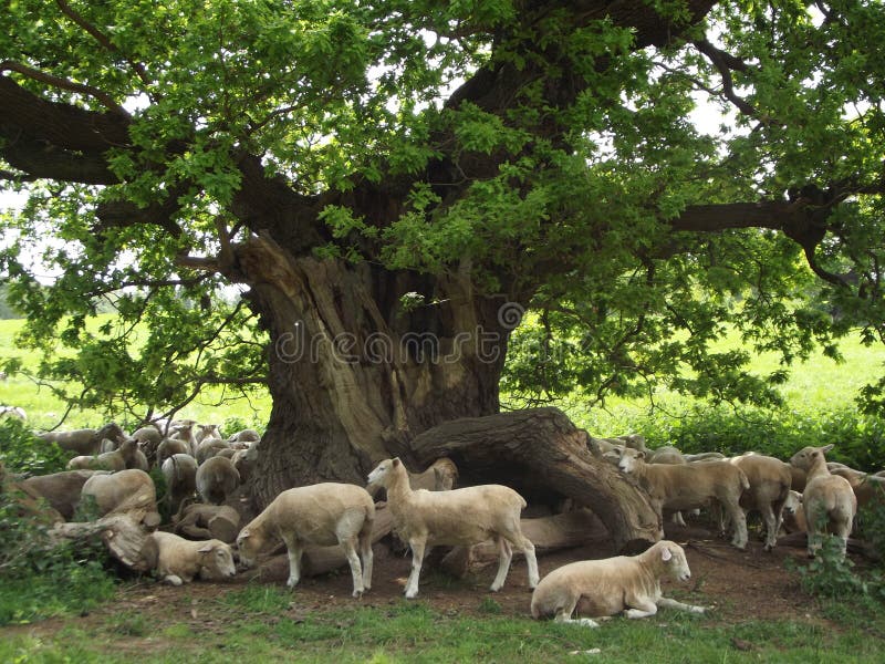 Sheep Under the Tree stock photo. Image of england, village - 70358710
