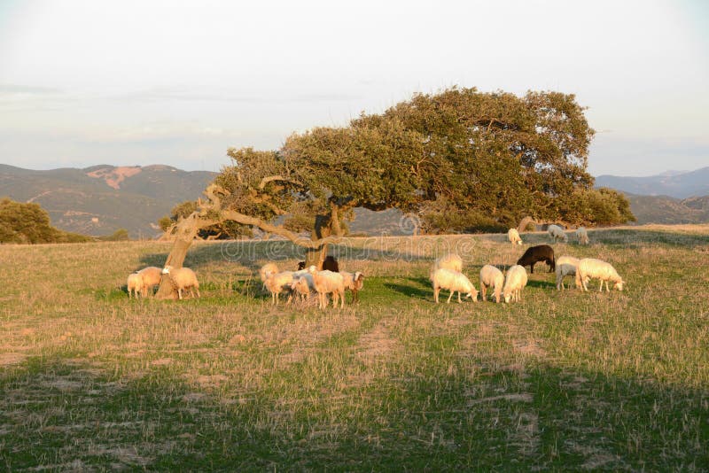 Sheep under a tree stock image. Image of farm, green - 78500565