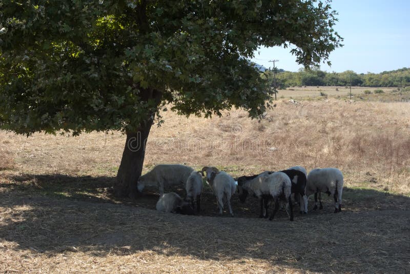 Sheep under a tree stock photo. Image of hill, herd, nature - 44011590