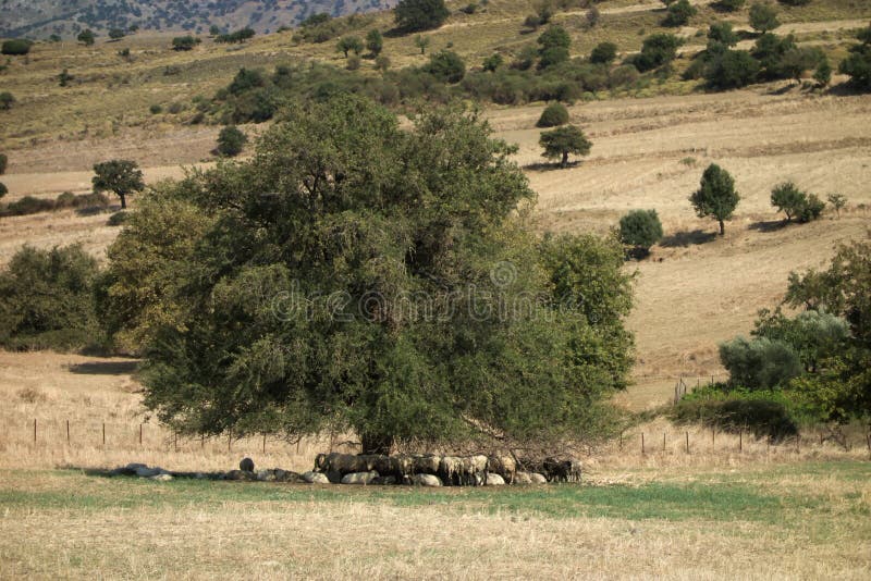 Sheep under a tree stock photo. Image of field, landscaped - 44012656
