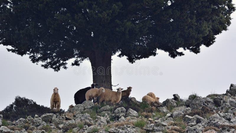 Sheep under the tree stock photo. Image of landscape - 169445812