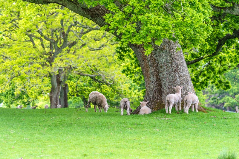 Sheep Under Trees on a Green Meadow in Summer Stock Image - Image of ...