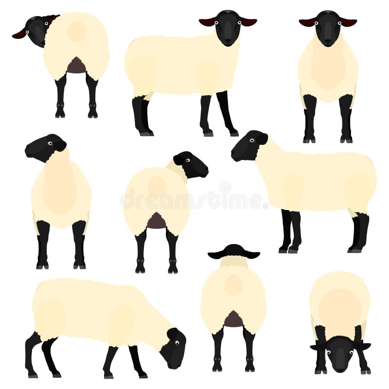 Sheep various pose set stock vector. Illustration of background - 193283154