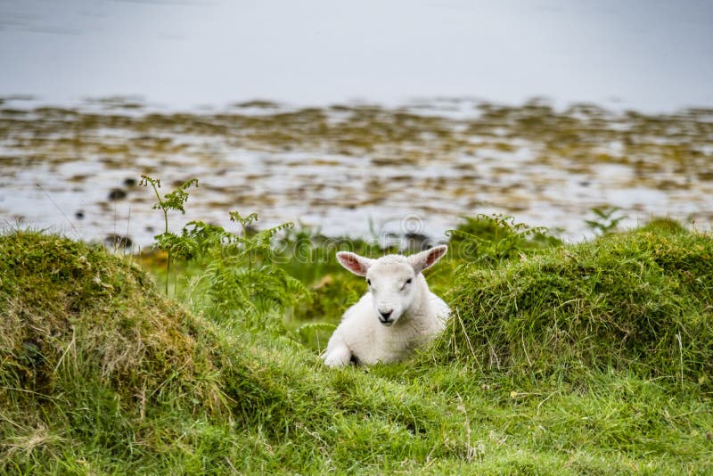 Sheep Waiting at the Coast during the Rain Stock Image - Image of coast ...