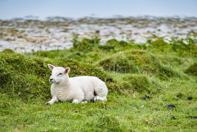 Sheep Waiting at the Coast during the Rain Stock Image - Image of coast ...