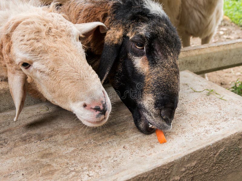 Sheep waiting for feeding stock image. Image of pity - 74872013