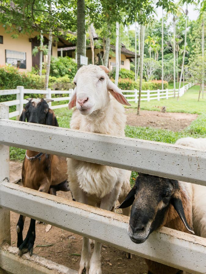 Sheep waiting for food stock photo. Image of head, livestock - 28136392