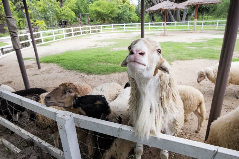 Sheep Waiting for Feeding in Fence Stock Image - Image of soft ...