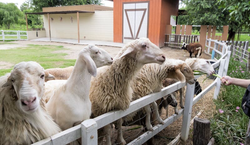Sheep Waiting for Feeding in Fence Stock Image - Image of farm ...