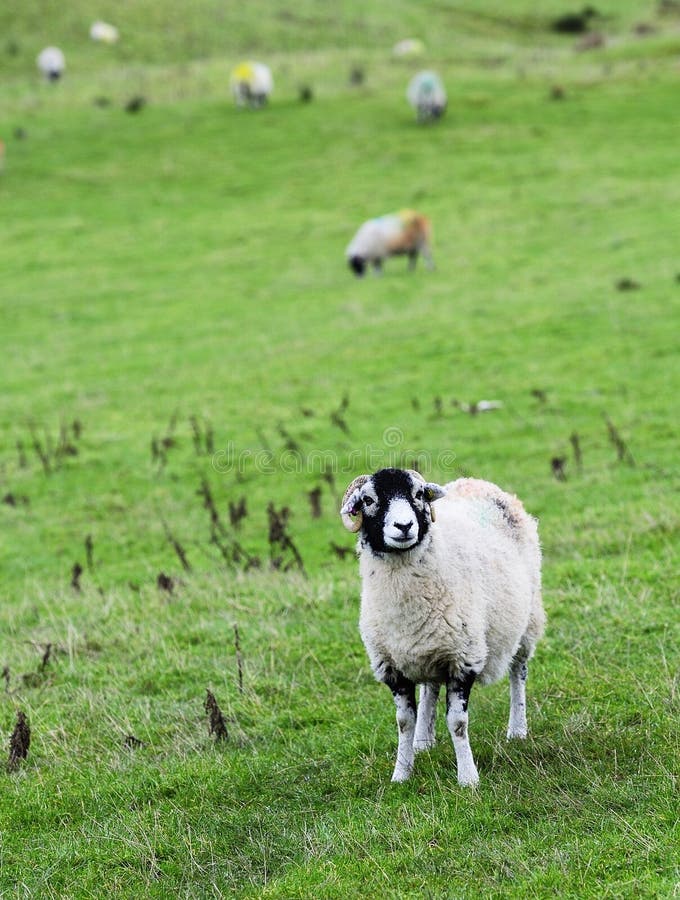 Sheep waiting for the Ram stock photo. Image of lamb - 64006198