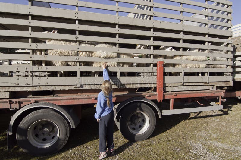 Sheep are Waiting Transportation Stock Image - Image of loaded, comfort ...