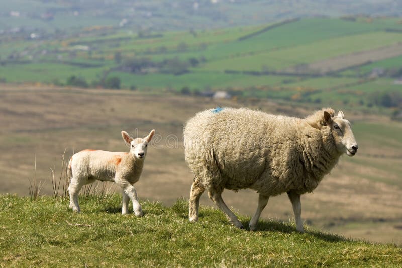 Sheep walk stock photo. Image of love, spring, renewal - 5186856