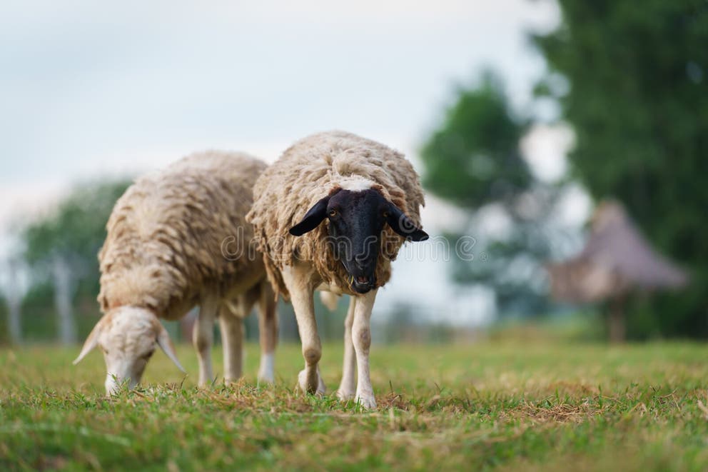 Sheep walk in field stock image. Image of farming, animal - 342884047