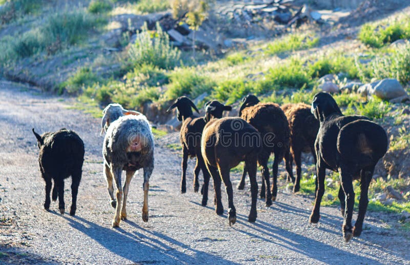 Sheep walk on a stone path stock image. Image of cloud - 259164993
