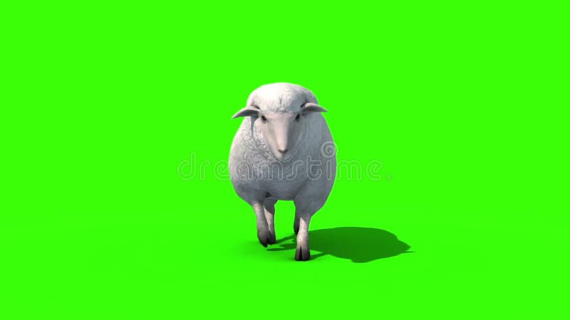 Flock of Sheep Green Screen 3D Rendering Animation Stock Footage ...