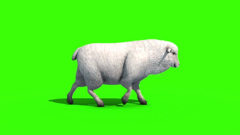 Sheep Walkcycle Side Green Screen 3D Rendering Animation Stock Video ...
