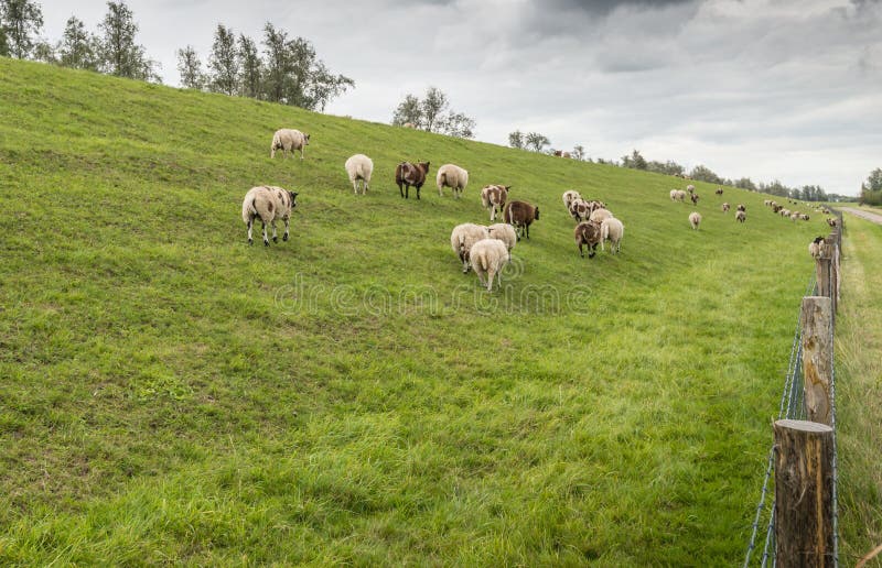 Sheep walking away stock image. Image of farmland, field - 33834179