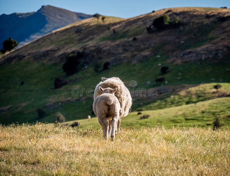 Sheep walking away stock photo. Image of cattle, mammal - 274920118
