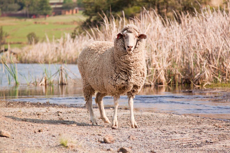 Sheep walking on farm stock photo. Image of grass, woolly - 30561604
