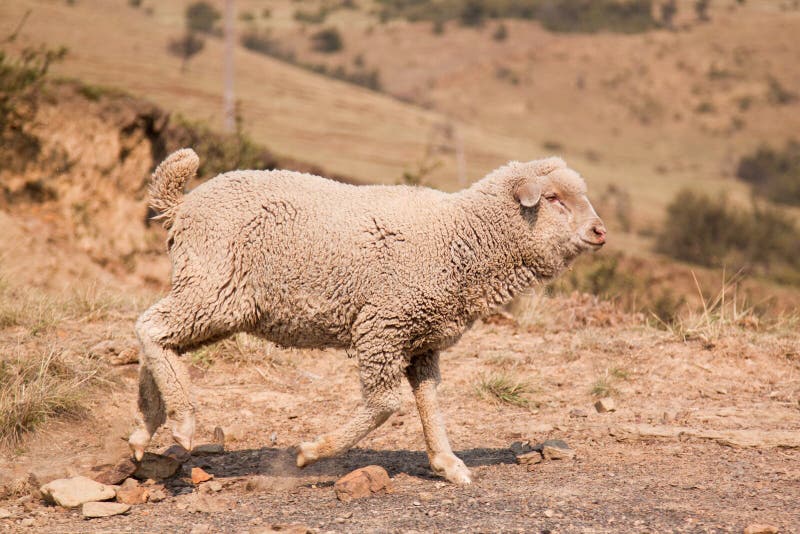 Sheep walking on farm stock photo. Image of grass, woolly - 30561604