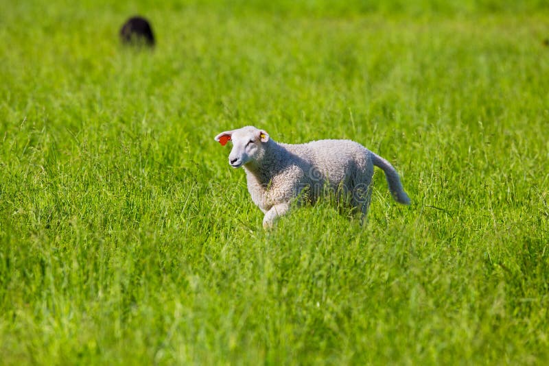 Sheep walking in the Grass stock image. Image of walk - 39270973