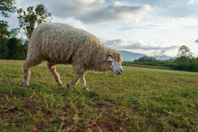 Sheep Walking in Grass Field Stock Image - Image of freedom ...