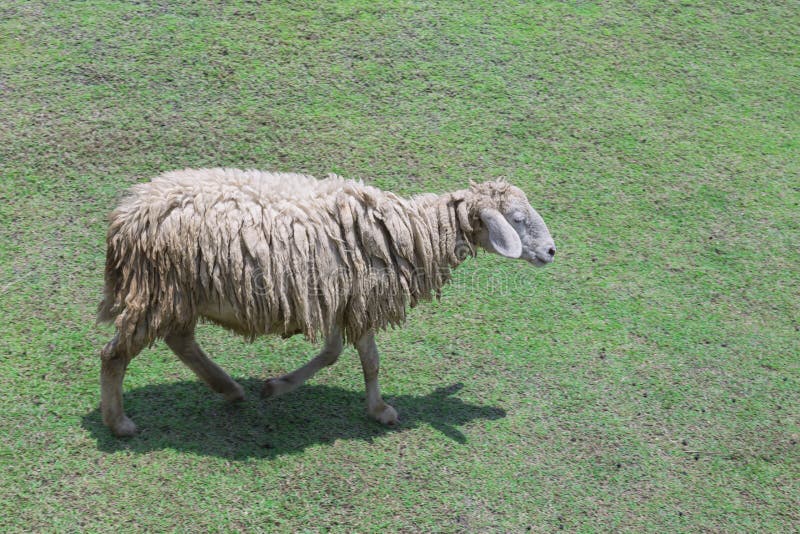 Sheep walking stock photo. Image of meadow, paddock, outback - 71786668