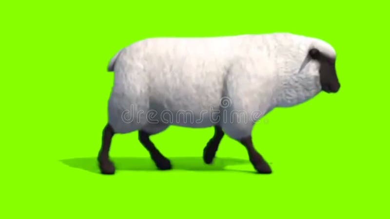 Flock of Sheep Green Screen 3D Rendering Animation Stock Footage ...