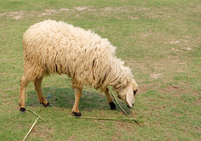 Sheep Walking on the Ground Stock Image - Image of feeding, mammal ...