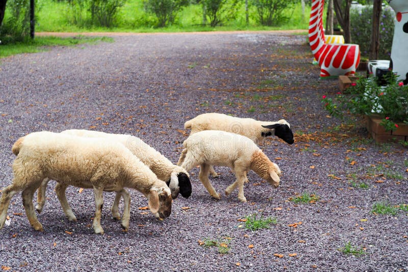 The Sheep are Walking in Groups in the Farm. Stock Image - Image of ...