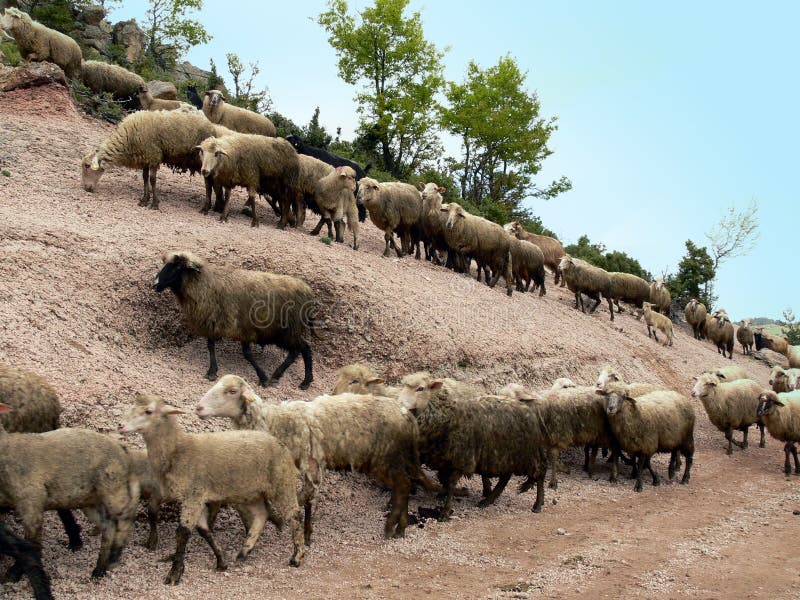 Sheep walking stock photo. Image of farming, moutain - 74239760